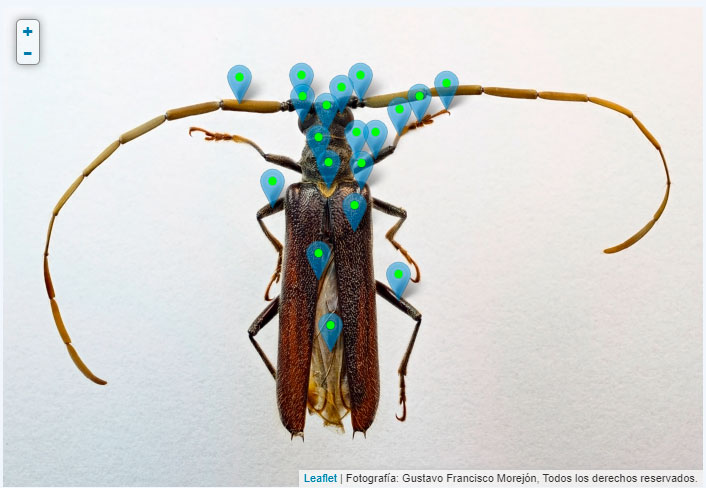 Insectario Virtual. Anatomía de un Escarabajo de la familia Cerambycidae