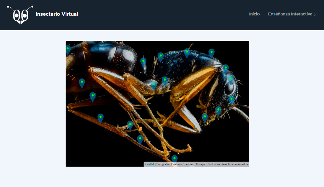 Insectario Virtual. Anatomía de la hormiga carpintera (Camponotus sp).